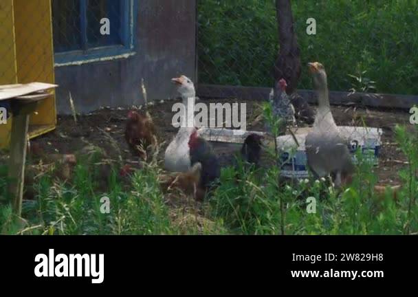 Goose house Stock Videos & Footage - HD and 4K Video Clips - Alamy