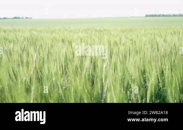 Agricultural field background green Stock Videos & Footage - HD and 4K ...