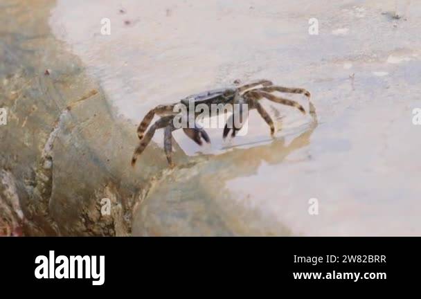 Pachygrapsus marmoratus is a species of crab, sometimes called the ...