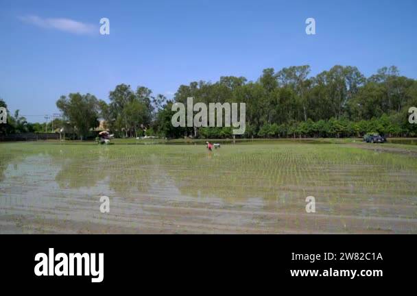 Process paddy into rice Stock Videos & Footage - HD and 4K Video Clips ...