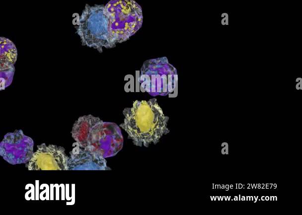White blood cells flow, Basophils, Eosinophils, Lymphocyte, Monocyte ...
