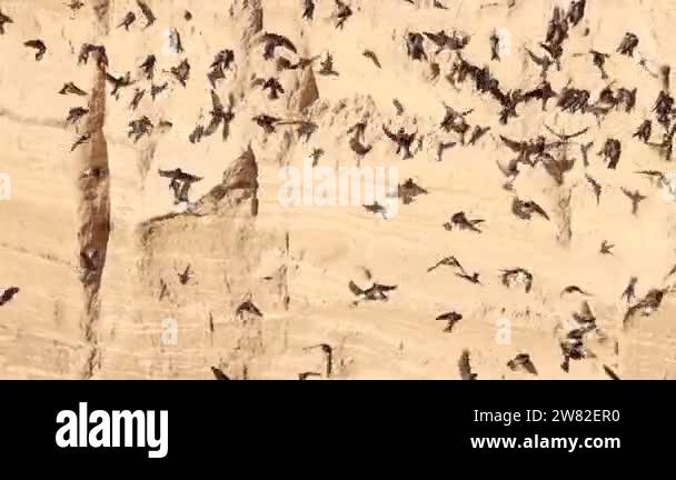 Hundreds of birds in flight Stock Videos & Footage - HD and 4K Video ...
