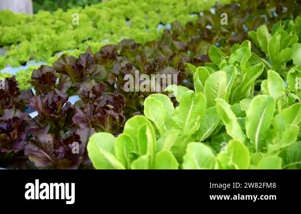 Raw batavia lettuce Stock Videos & Footage - HD and 4K Video Clips - Alamy