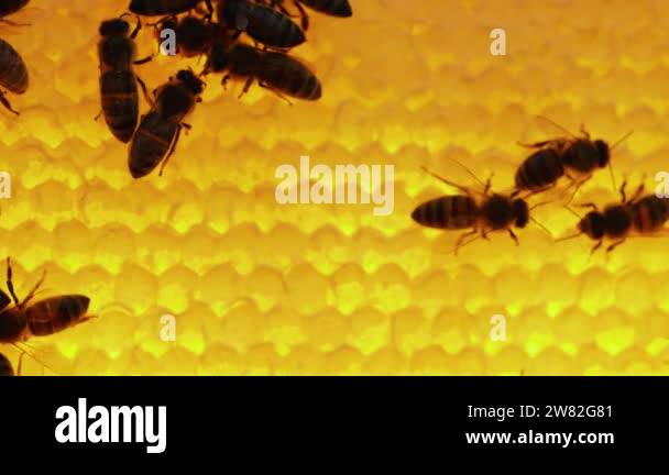 Bees inside the beehive. Honeycomb close up. Honey Bee colony in hive ...