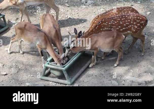 Animal food trough Stock Videos & Footage - HD and 4K Video Clips - Alamy