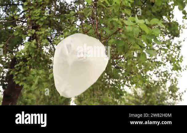 plastic bag hanging on a tree, garbage in the forest, environmental ...
