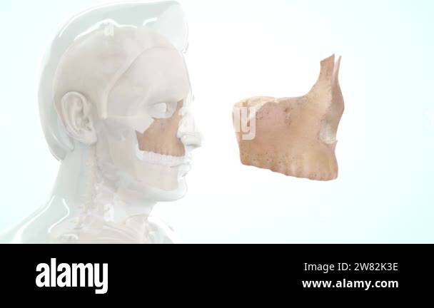 3d footage of bone human anatomy and maxilla Stock Video Footage - Alamy