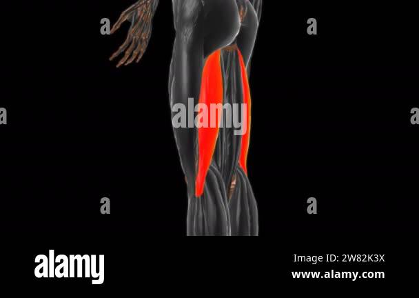 Long head of biceps femoris Muscle Anatomy For Medical Concept 3D ...