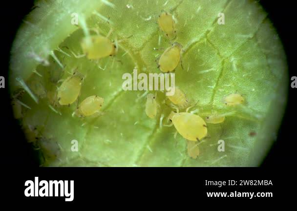 Aphid under a microscope, Aphididae - aphid superfamily (Aphidoidea ...