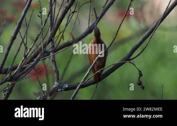Pacific hornero Stock Videos & Footage - HD and 4K Video Clips - Alamy