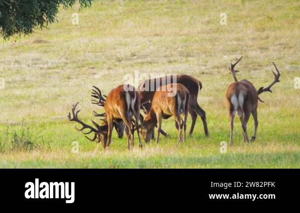 Deers with big horns in the natural environment, Protection of Nature ...