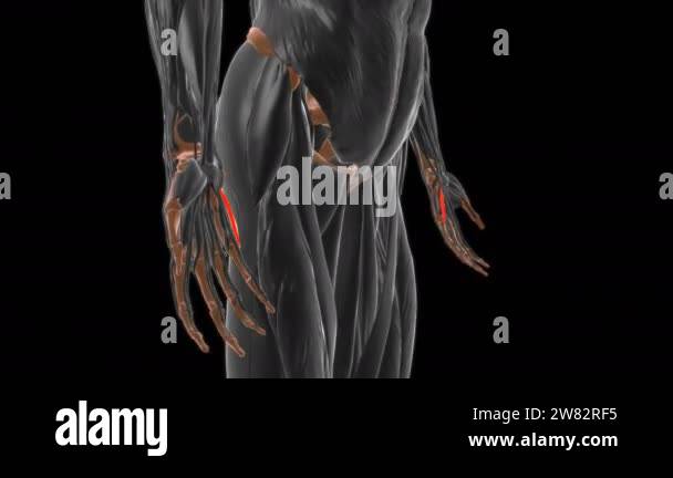 Flexor digiti minimi brevis of hand Muscle Anatomy For Medical Concept ...