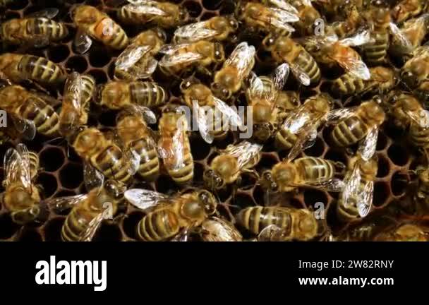 Work bees in hive close up. Large family of honey bees. Swarm of bees working in a hive. Bees ...