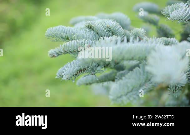 Blue spruce pine cone Stock Videos & Footage - HD and 4K Video Clips ...