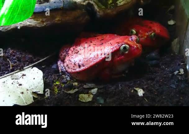 Big red frog in a terrarium. Tomato frog is a native animal and ...