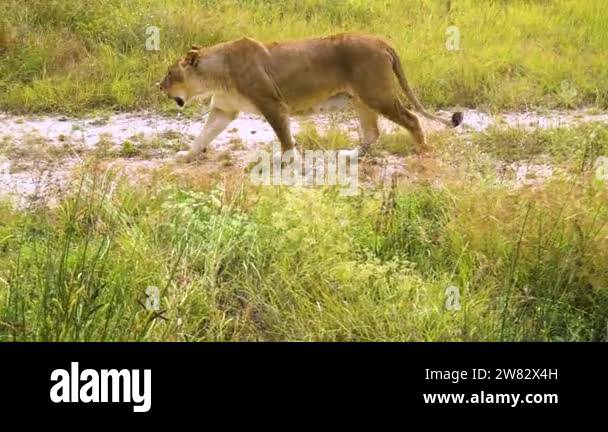 Lioness walks along the pride wildlife animal hunter, feline female ...