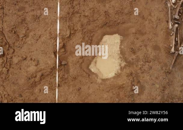Skulls and bones of people in the ground, Work of the search team at ...
