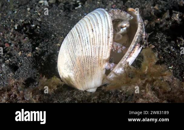 Octopus in coconut shell Stock Videos & Footage - HD and 4K Video Clips ...