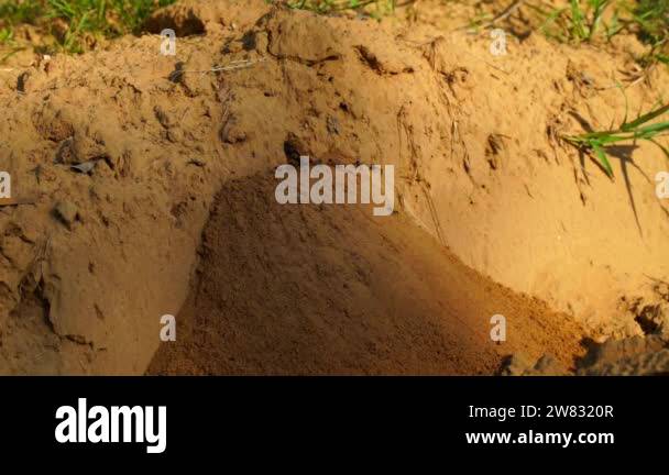 Red ants running around an anthill in the land. Earth ants built an ...