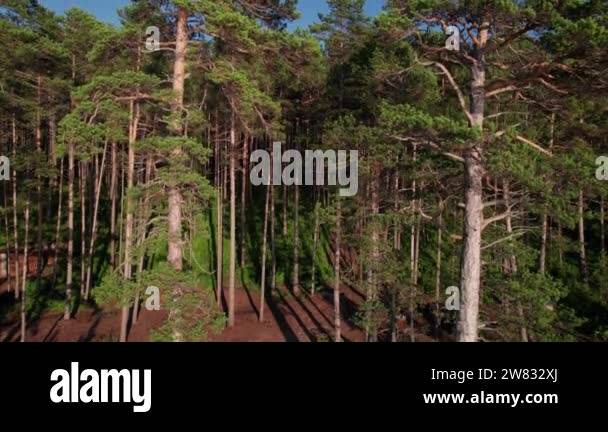 Cape cedar Stock Videos & Footage - HD and 4K Video Clips - Alamy