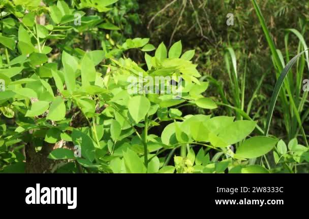 Sonokeling dalbergia latifolia Stock Videos & Footage - HD and 4K Video ...