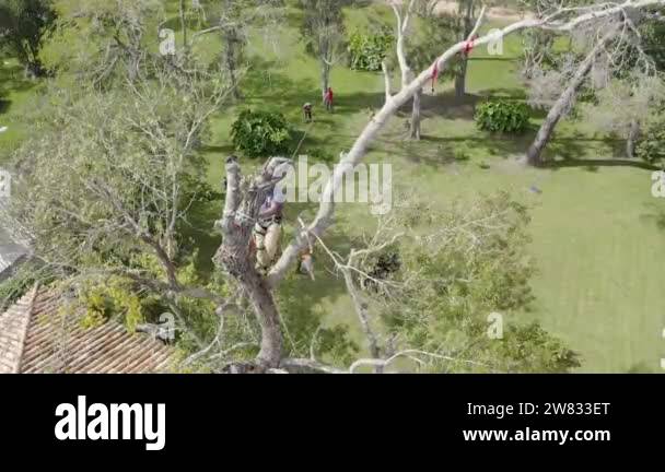 felling and pruning at height with an arborist working on the tree and ...