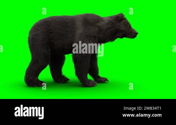 standing bear. Green screen realistic animation Stock Video Footage - Alamy