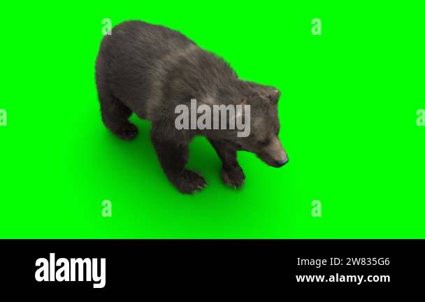 standing bear. Green screen realistic animation Stock Video Footage - Alamy