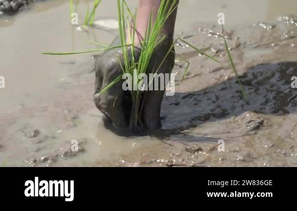 Close up to Asian man's hand hold the rice with mud on his hand for ...