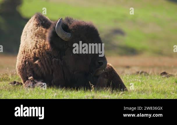 Brown american bison known buffalo Stock Videos & Footage - HD and 4K ...