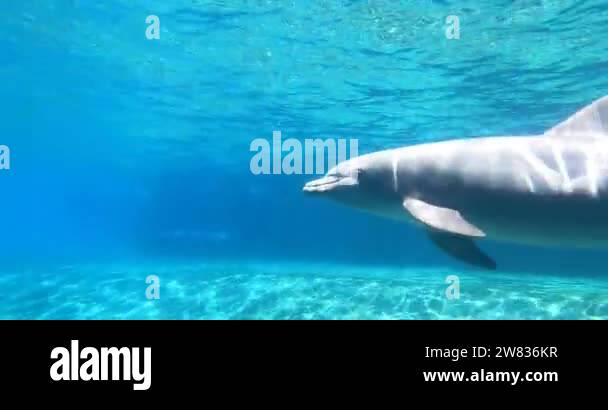 Orlando, Florida. August 25, 2021. Nice bottlenose dolphins below the ...