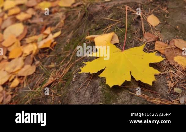 Inverted maple leaf Stock Videos & Footage - HD and 4K Video Clips - Alamy