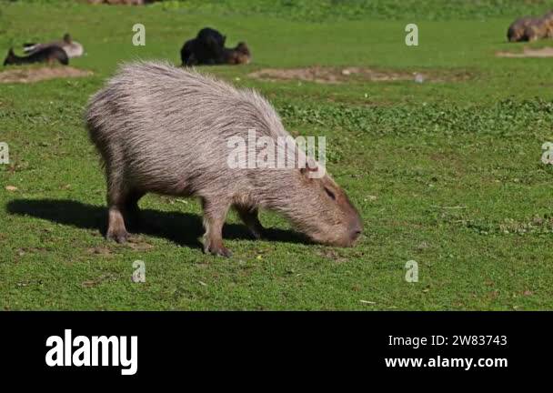 The capybara, Hydrochoerus hydrochaeris is the largest extant rodent in ...