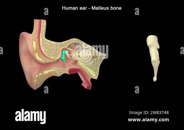 Structure of human ear Stock Videos & Footage - HD and 4K Video Clips ...
