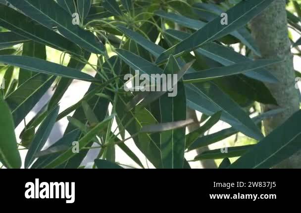 Tabebuia caraiba (Tabebuia aurea, Caribbean trumpet, silver trumpet ...