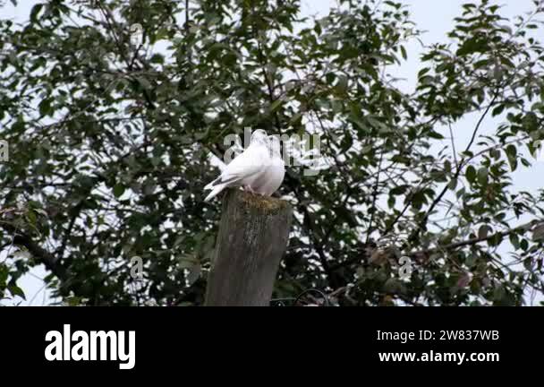 Two white doves kiss at the top of the pillar. Mating games of a pair ...