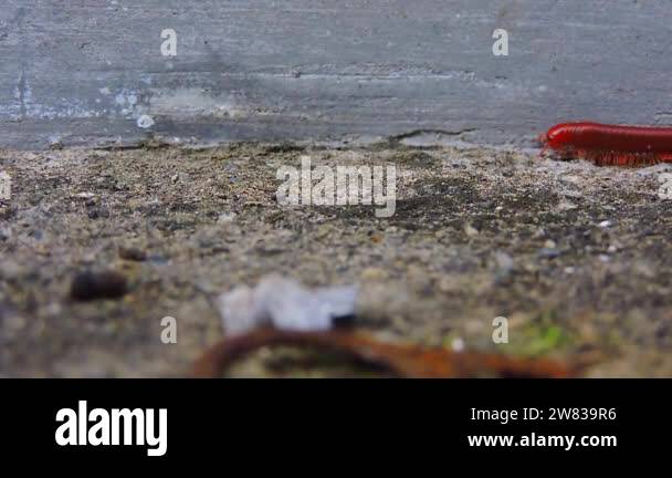 Luwing Stock Videos & Footage - HD and 4K Video Clips - Alamy