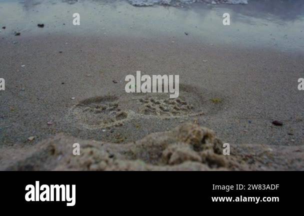 Water trace on beach Stock Videos & Footage - HD and 4K Video Clips - Alamy