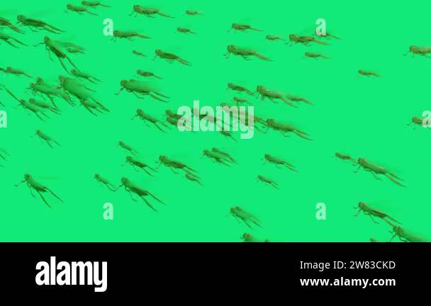 3D animation featuring a swarm of thousands of locusts flying into ...