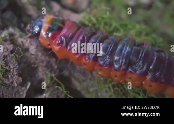 The giant horned caterpillar on a tree trunk. The Worlds Largest ...