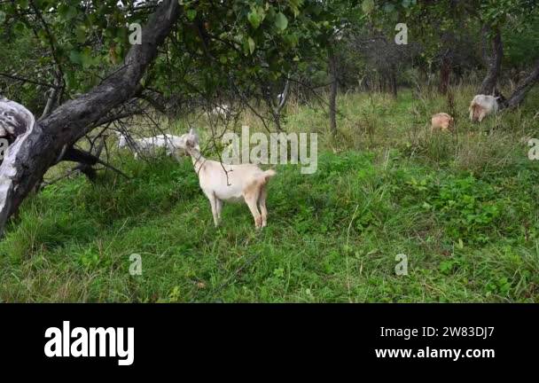 Herd of goats grazes in the old apple tree garden eat grass and apples ...