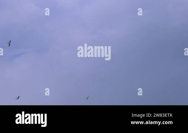 Slow motion Black Dark Birds Flying On The Blue And White Sky ...