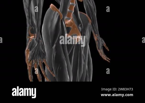 Transversus thoracis muscle anatomy Stock Videos & Footage - HD and 4K ...