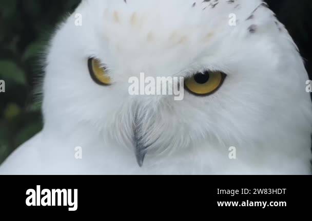 Close up of the head of a snowy owl also known as the polar owl, the ...
