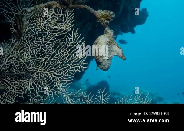 Pteria Stock Videos & Footage - HD and 4K Video Clips - Alamy