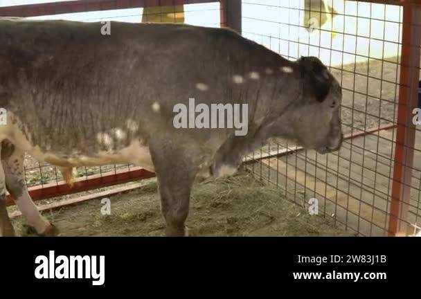 Bull in pen Stock Videos & Footage - HD and 4K Video Clips - Alamy