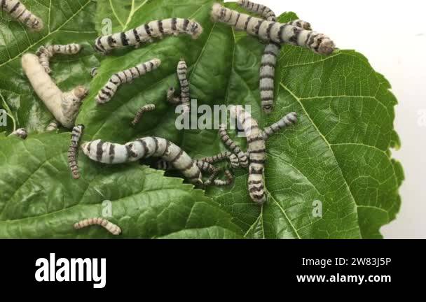 Caterpillar of the bombyx mori moth Stock Videos & Footage - HD and 4K ...