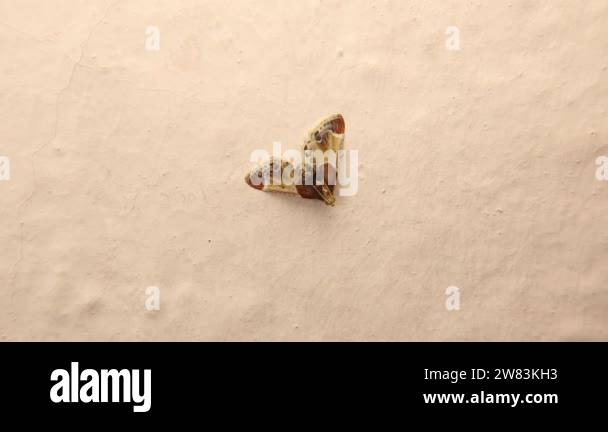 Moth isolated on a white background. Amazingly camouflaged insect that ...