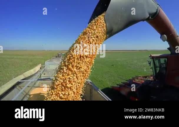 Combine harvester unloading corn Stock Videos & Footage - HD and 4K ...