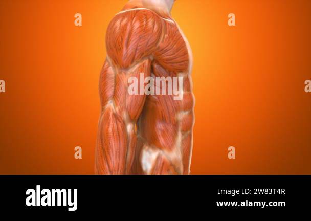 Anatomy human male muscular Stock Videos & Footage - HD and 4K Video ...
